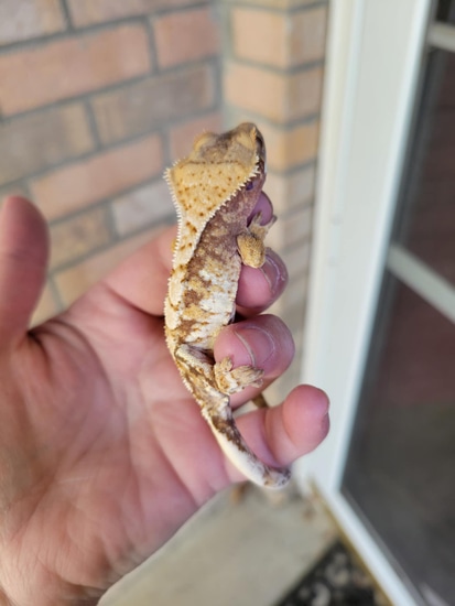Sizzling Cheeto Crested Gecko by Little Potato Dragons