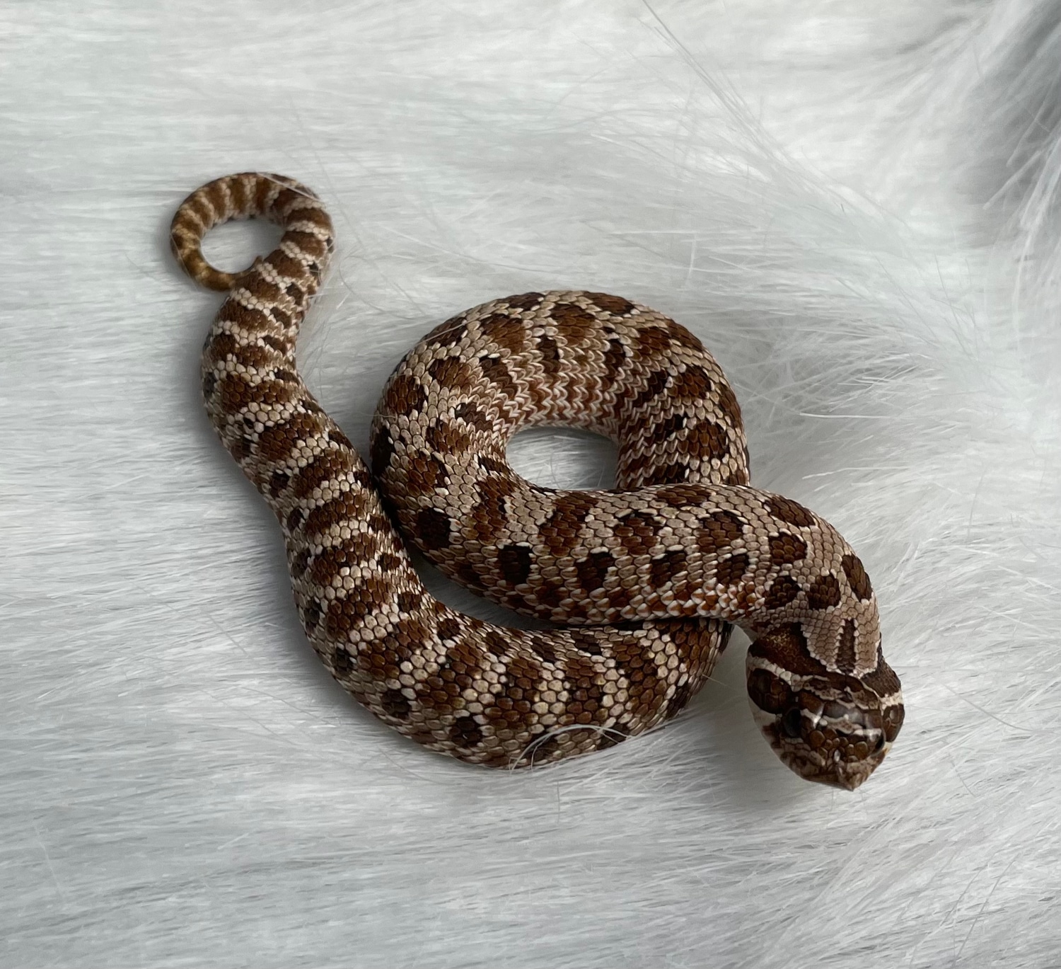 Normal Western Hognose by Hog Sqwad - MorphMarket