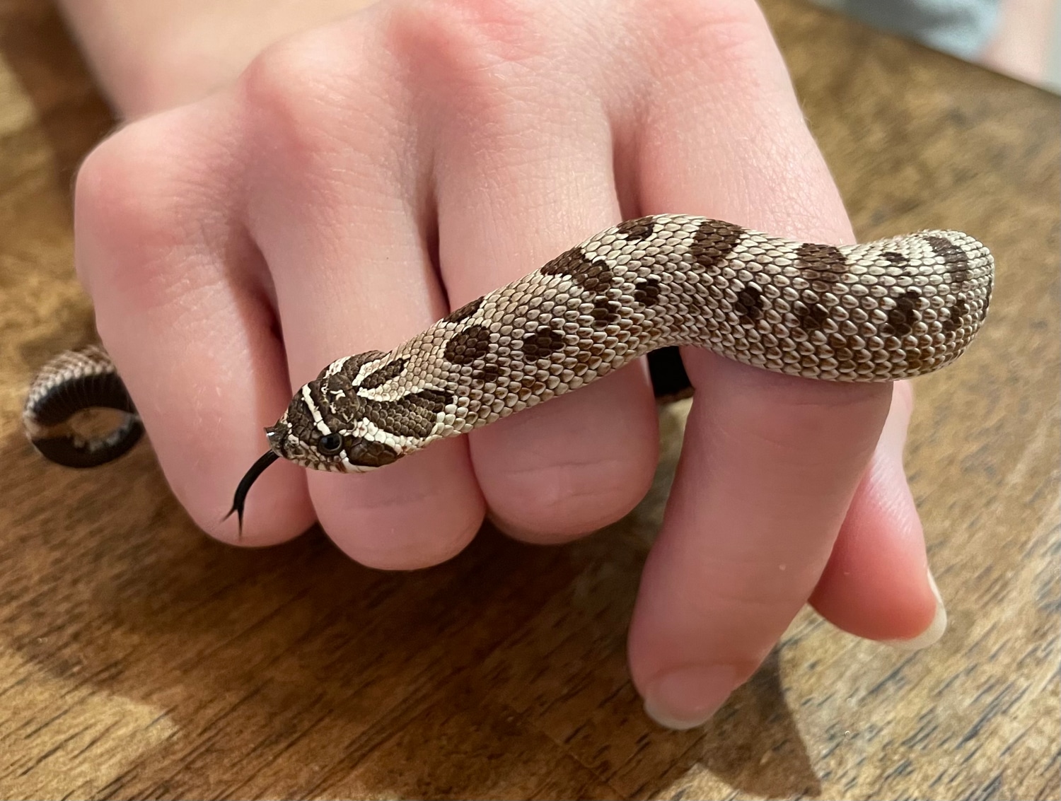 Conda Female Western Hognose by Hog Sqwad - MorphMarket