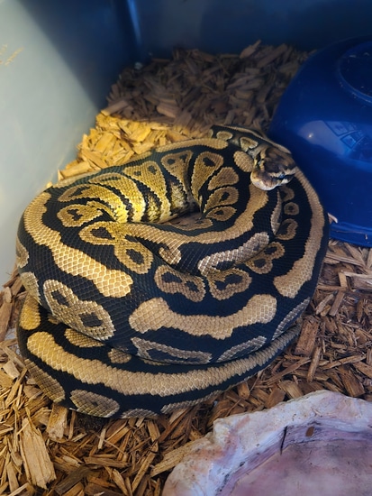 Collection For Sale Ball Python by Powell’s Pythons