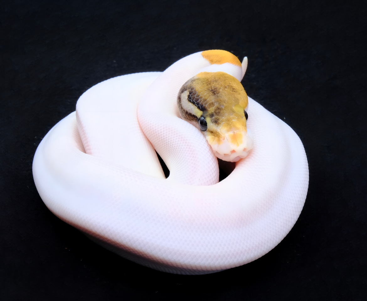 Pastel Pinto Pied Ball Python by Powerhouse Morphs - MorphMarket