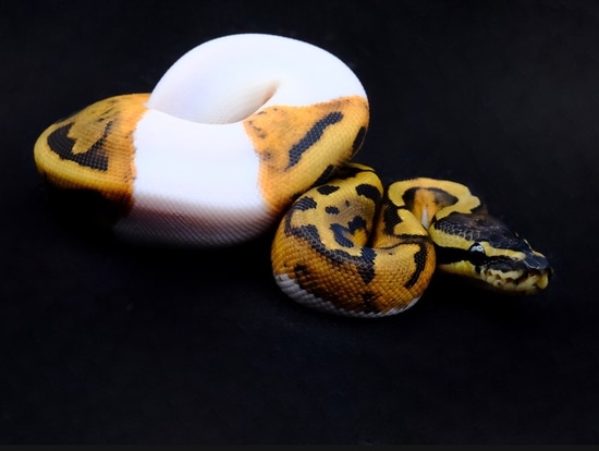 Enchi Pied Ball Python by Powerhouse Morphs