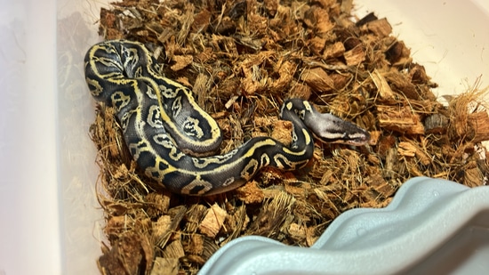 Black Head Pastel Leopard Vanilla Butter 100% Het Hypo Ball Python by ...