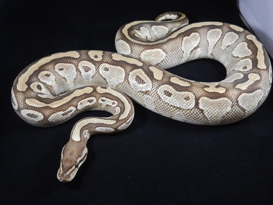 2012 Female Lesser Ball Python by Powerline Reptiles