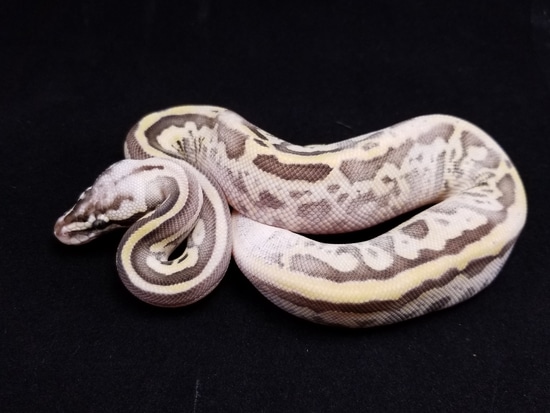 Leopard Superfly Possible Arroyo Possible Het TSK Axanthic Ball Python by Powerline Reptiles ...