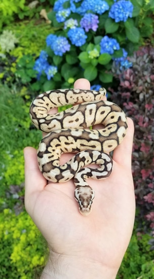 Black Widow Possible Yellow Belly 50% Het Ghost Ball Python by ...