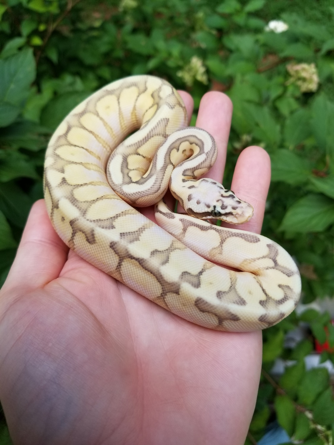 Killer Queen Bee Possible YB 50% Het Ghost Ball Python by Powerline ...