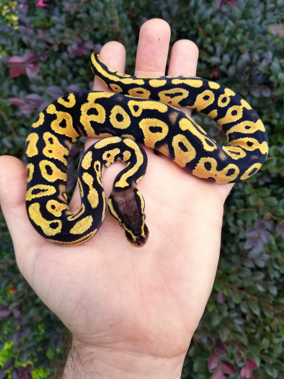 Pastel YB Dinker Ball Python by Powerline Reptiles - MorphMarket