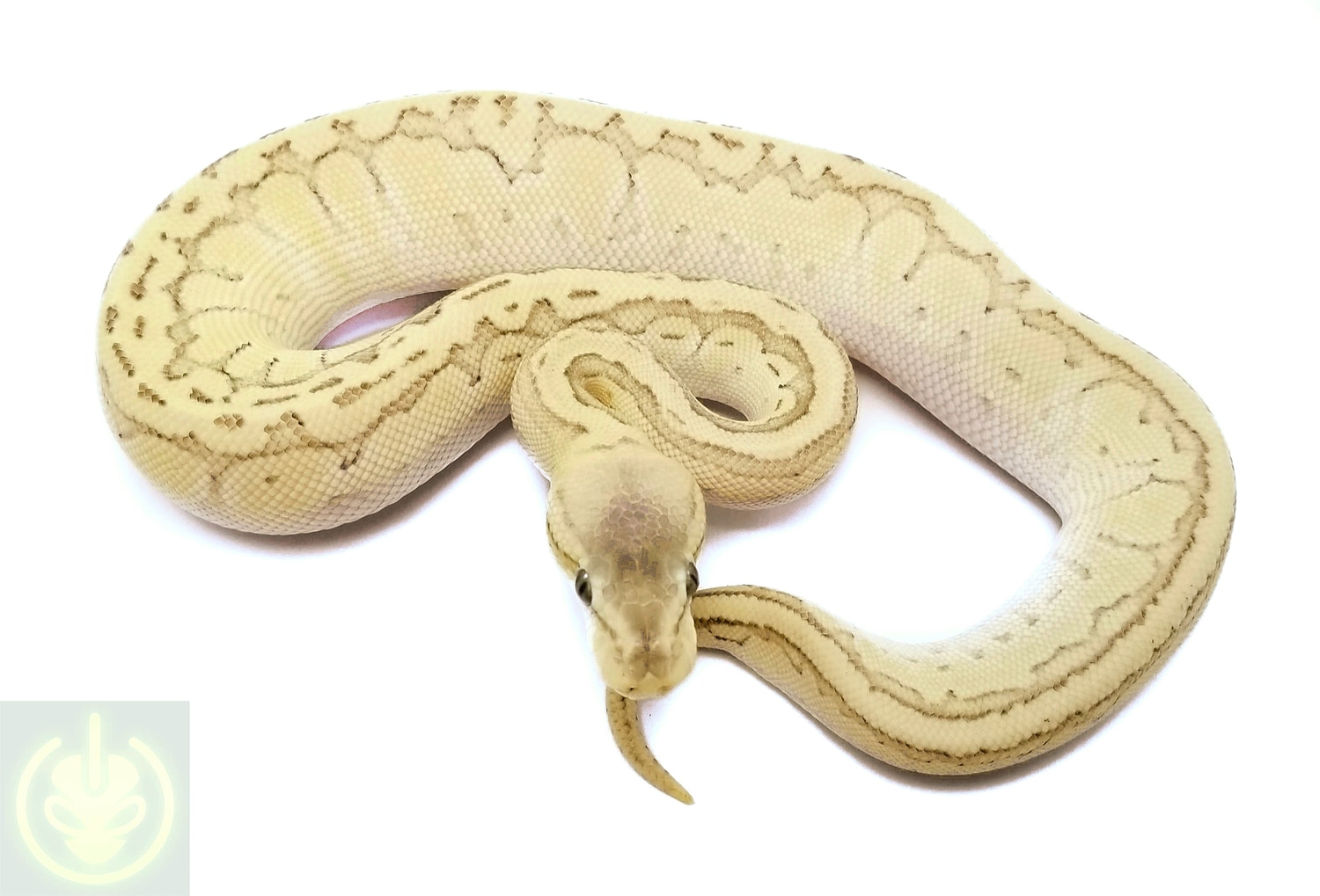 Lesser Dragonfly Ball Python by Powerline Reptiles - MorphMarket