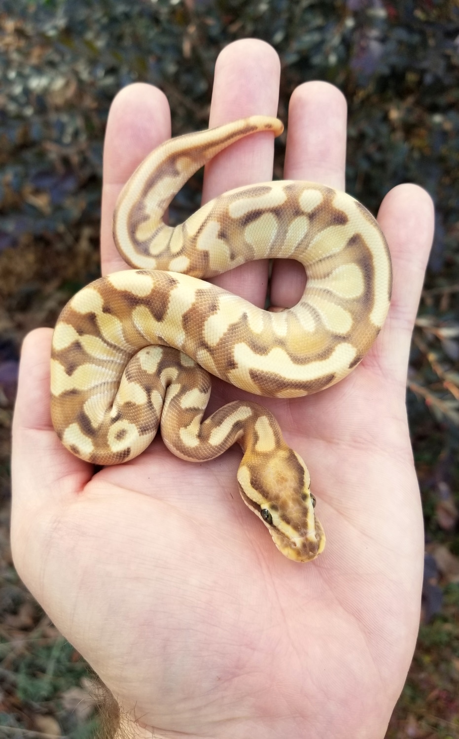 Lesser Fire Enchi OD Ball Python by Powerline Reptiles - MorphMarket