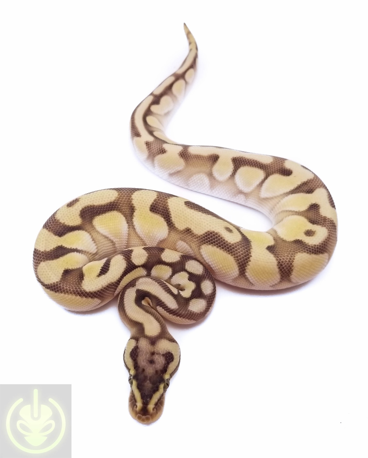 Pastel Lesser Enchi OD Ball Python by Powerline Reptiles - MorphMarket