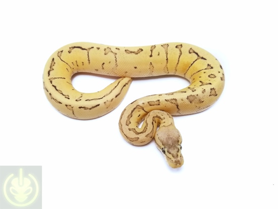 Dragonfly Prob Enchi Ball Python by Powerline Reptiles