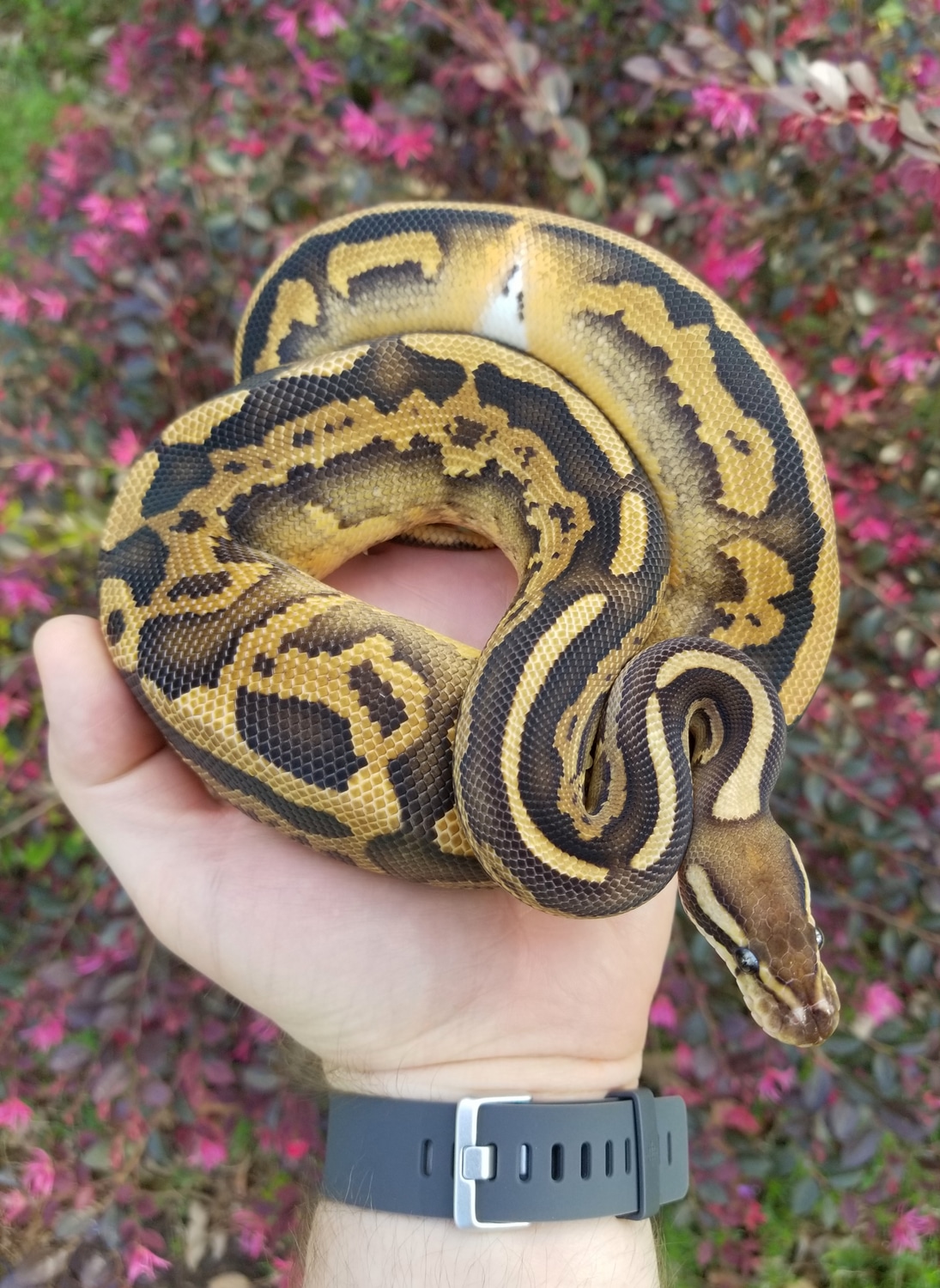 Breed Ready Leopard Black Pastel Fire Yellow Belly Pos Het Axanthic ...