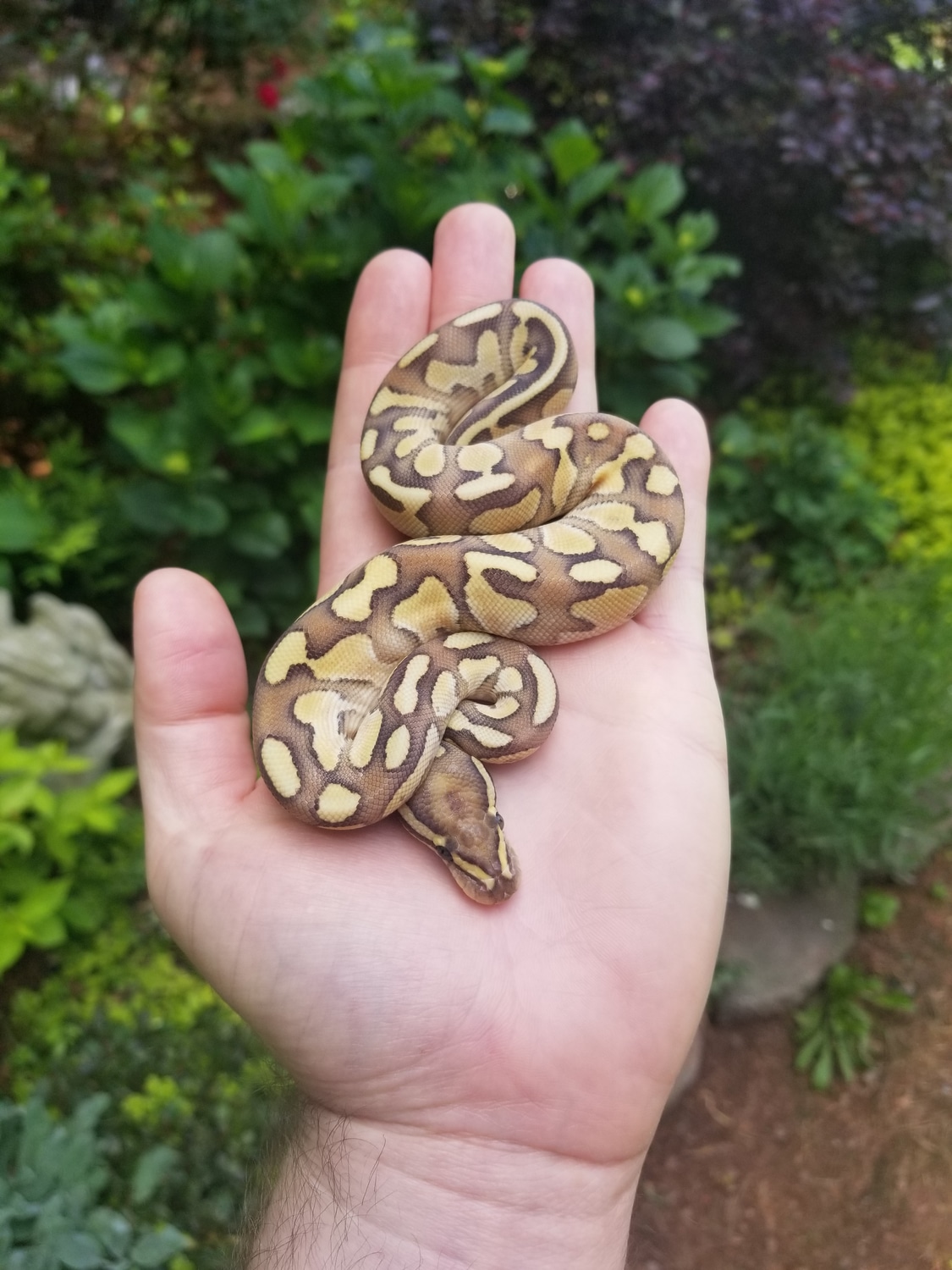 Lesser Fire Possible Orange Dream Ball Python by Powerline Reptiles ...