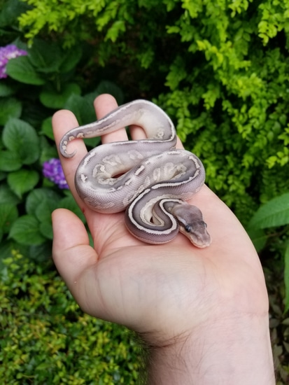 Ghost Mojave Black Pewter Poss YB Ball Python by Powerline Reptiles
