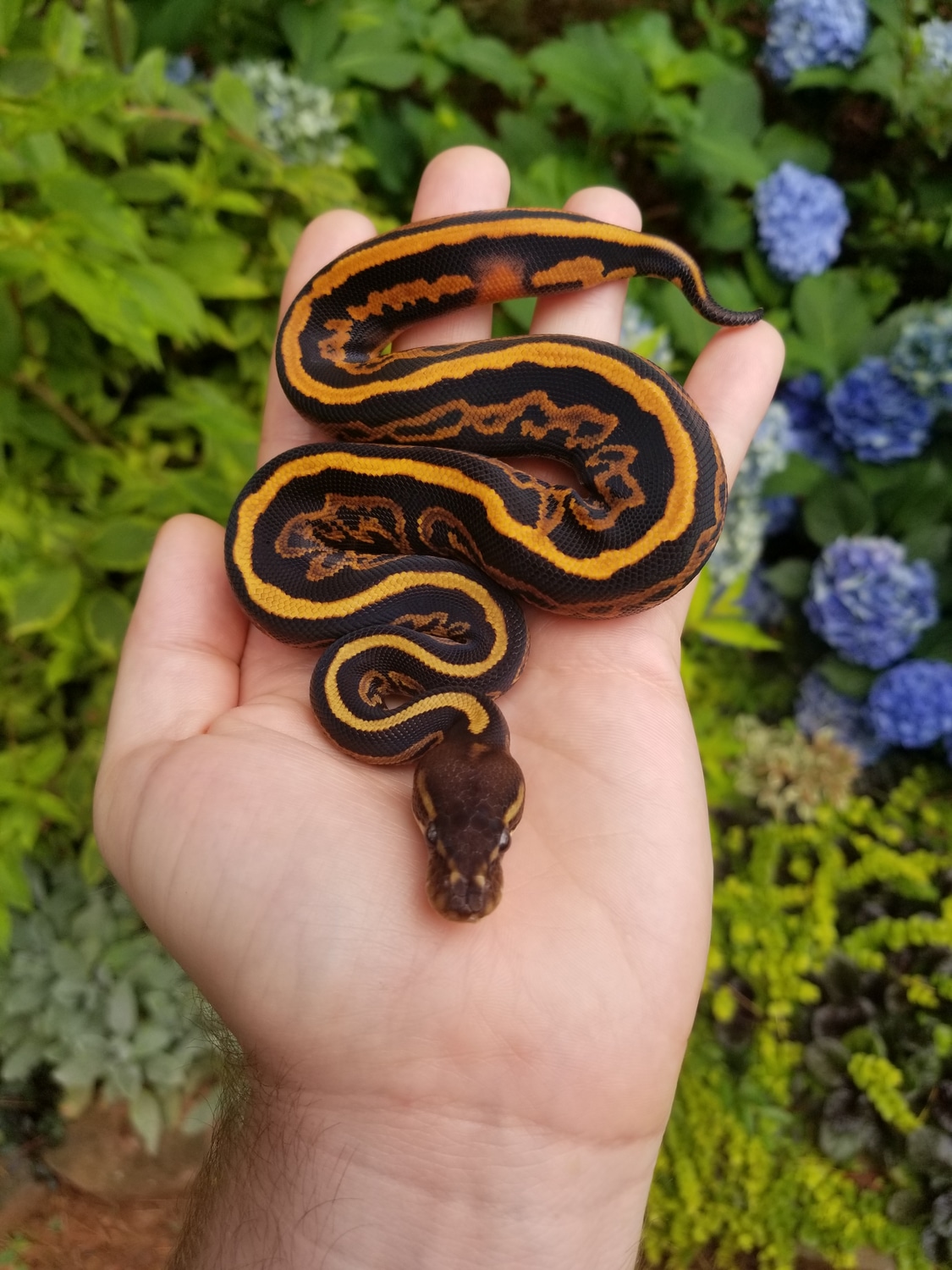 Black Pastel Leopard YB Possible Fire 50% Het TSK Axanthic Ball Python ...