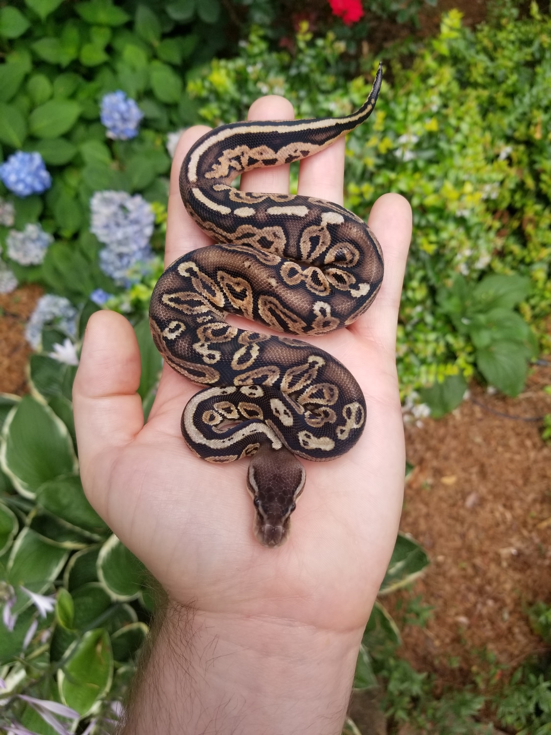 Black Pewter Probable YB 50% Het TSK Axanthic Ball Python by Powerline ...