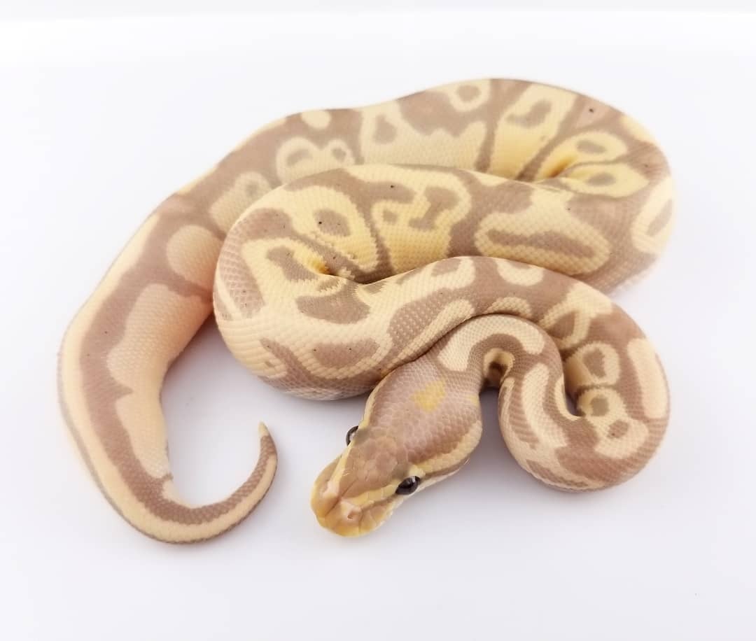 Banana Leopard Ball Python by Powerline Reptiles - MorphMarket