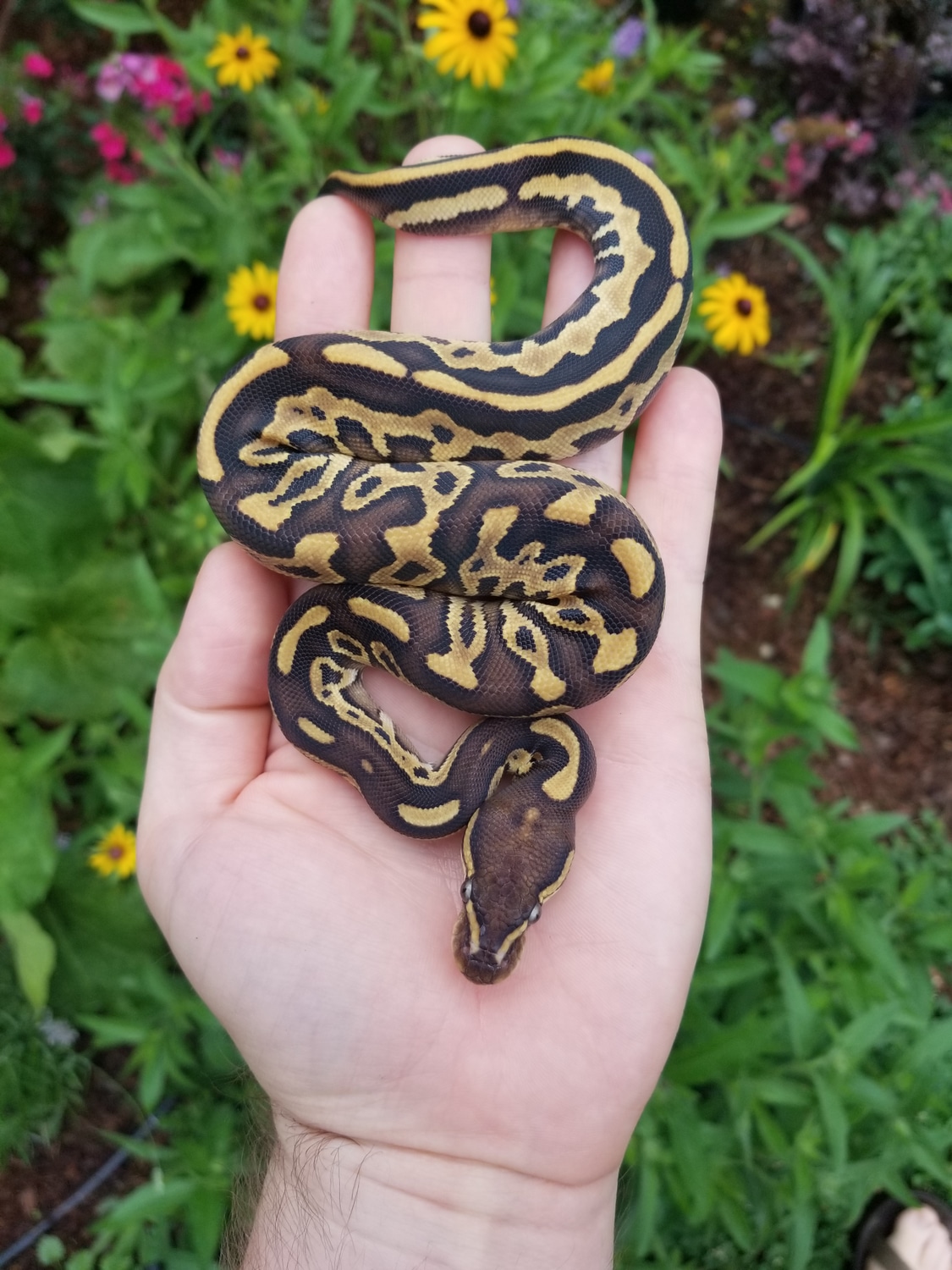 Leopard Mojave Yellow Belly Ball Python by Powerline Reptiles - MorphMarket