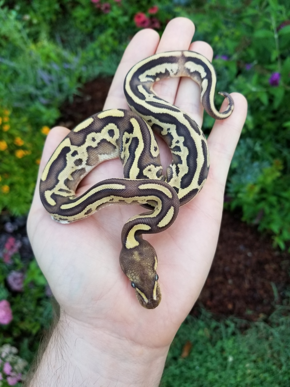 Mojave Leopard Fire Yellow Belly Ball Python by Powerline Reptiles ...