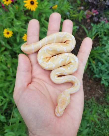 Woma Albino Ball Python by Powerline Reptiles