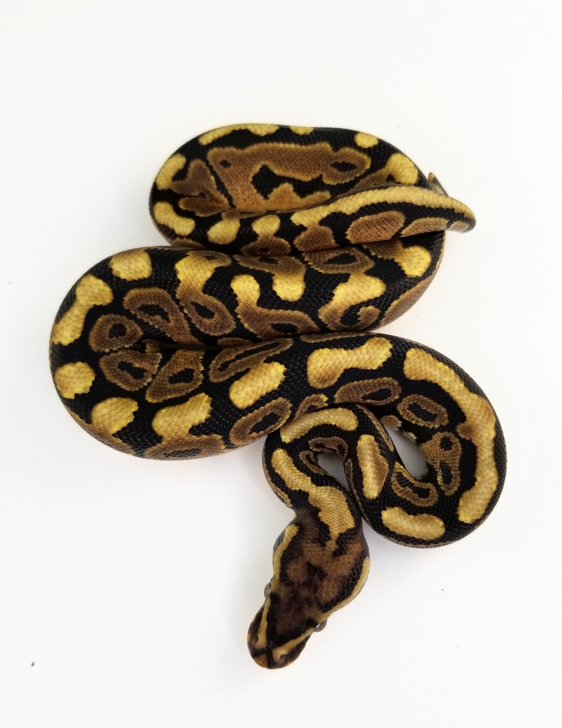 Black Pastel Spotnose Ball Python by Powerline Reptiles - MorphMarket