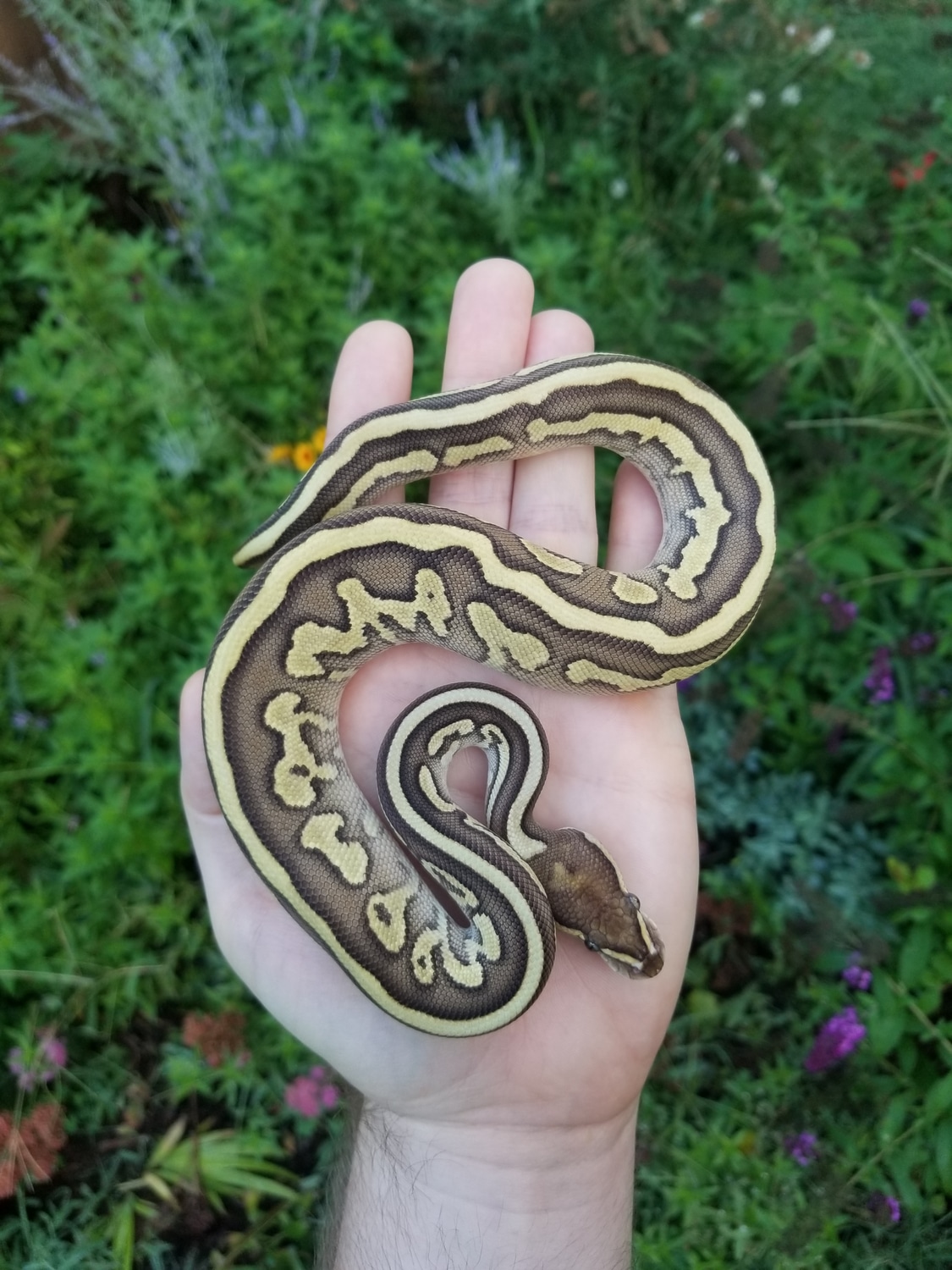 Lesser Leopard Yellow Belly Ball Python by Powerline Reptiles - MorphMarket