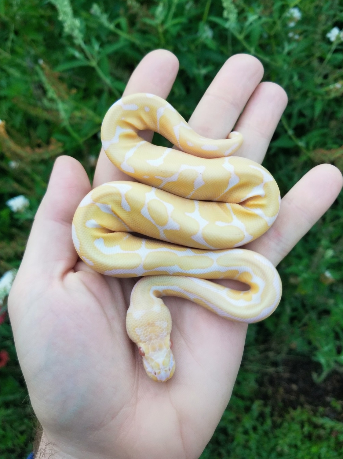 Albino Woma Ball Python by Powerline Reptiles - MorphMarket