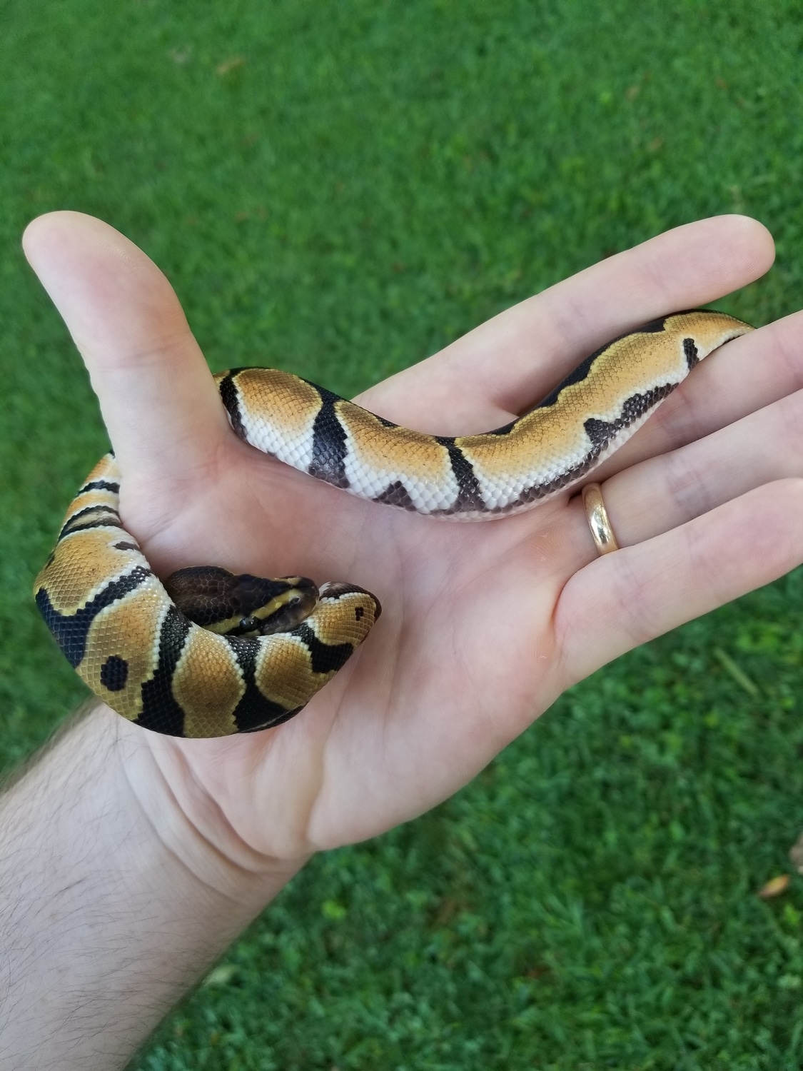 Orange Dream Ball Python by Powerline Reptiles - MorphMarket