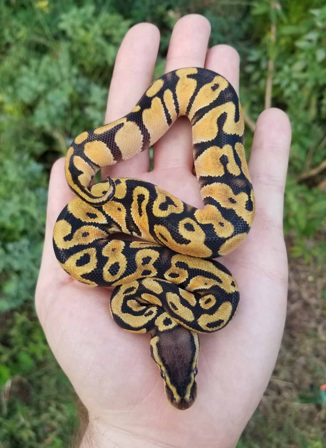 Pastel Orange Dream Ball Python by Powerline Reptiles - MorphMarket