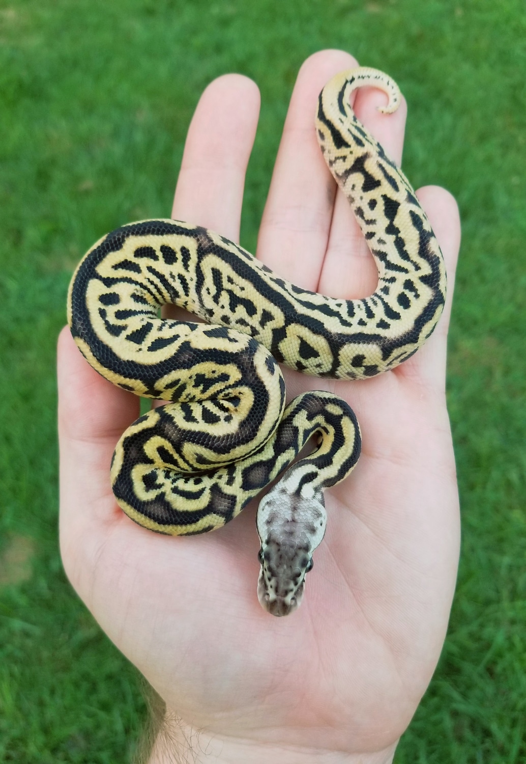 Firefly Leopard Spotnose YB 50% Het Clown Ball Python by Powerline ...