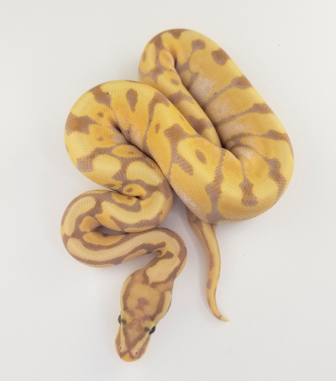 Banana Enchi Spotnose Ball Python by Powerline Reptiles - MorphMarket