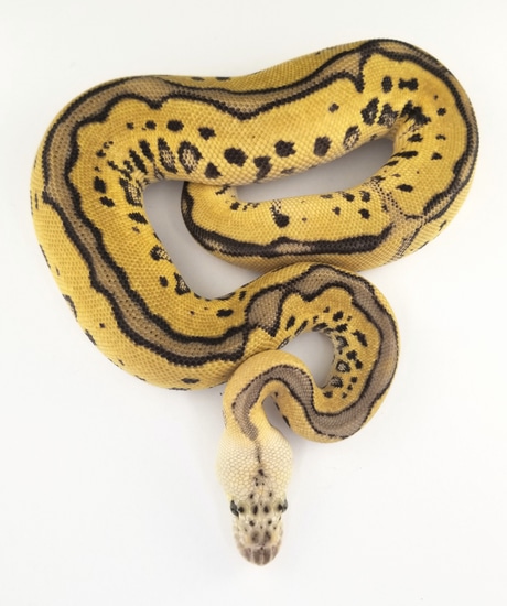 Firefly Leopard Clown Ball Python by Powerline Reptiles