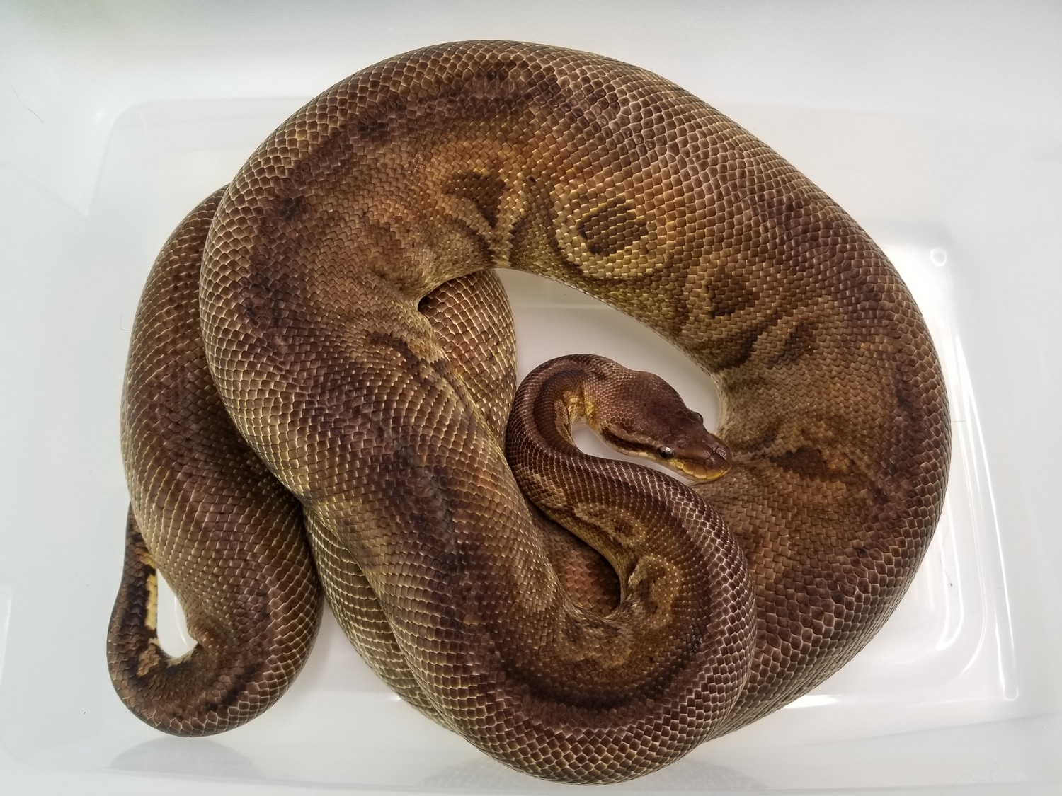 Proven Black Pewter Yellow Belly Ball Python by Powerline Reptiles ...