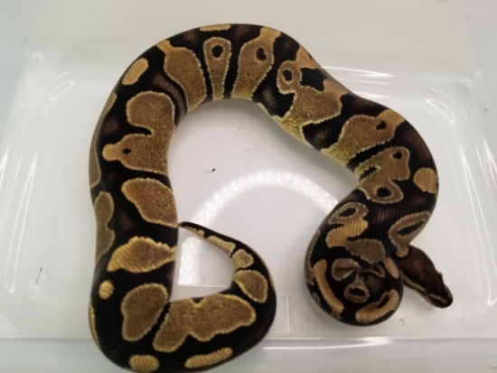 Dinker Mullet Ball Python by Powerline Reptiles