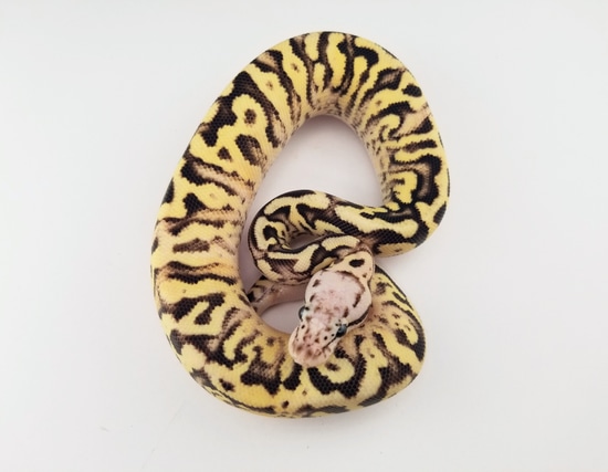 Firefly Spotnose Yellow Belly 50% Het Clown Ball Python by Powerline ...