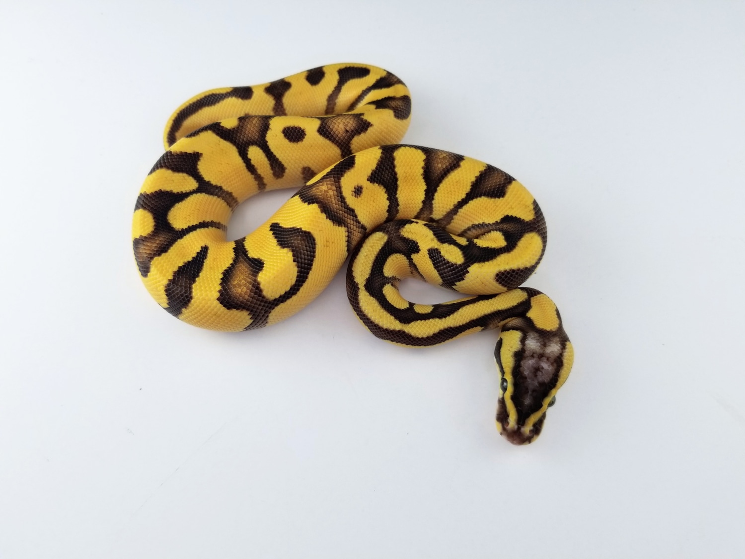 Pastel Enchi Fire Or Vanilla Het TSK Axanthic Ball Python by Powerline Reptiles - MorphMarket
