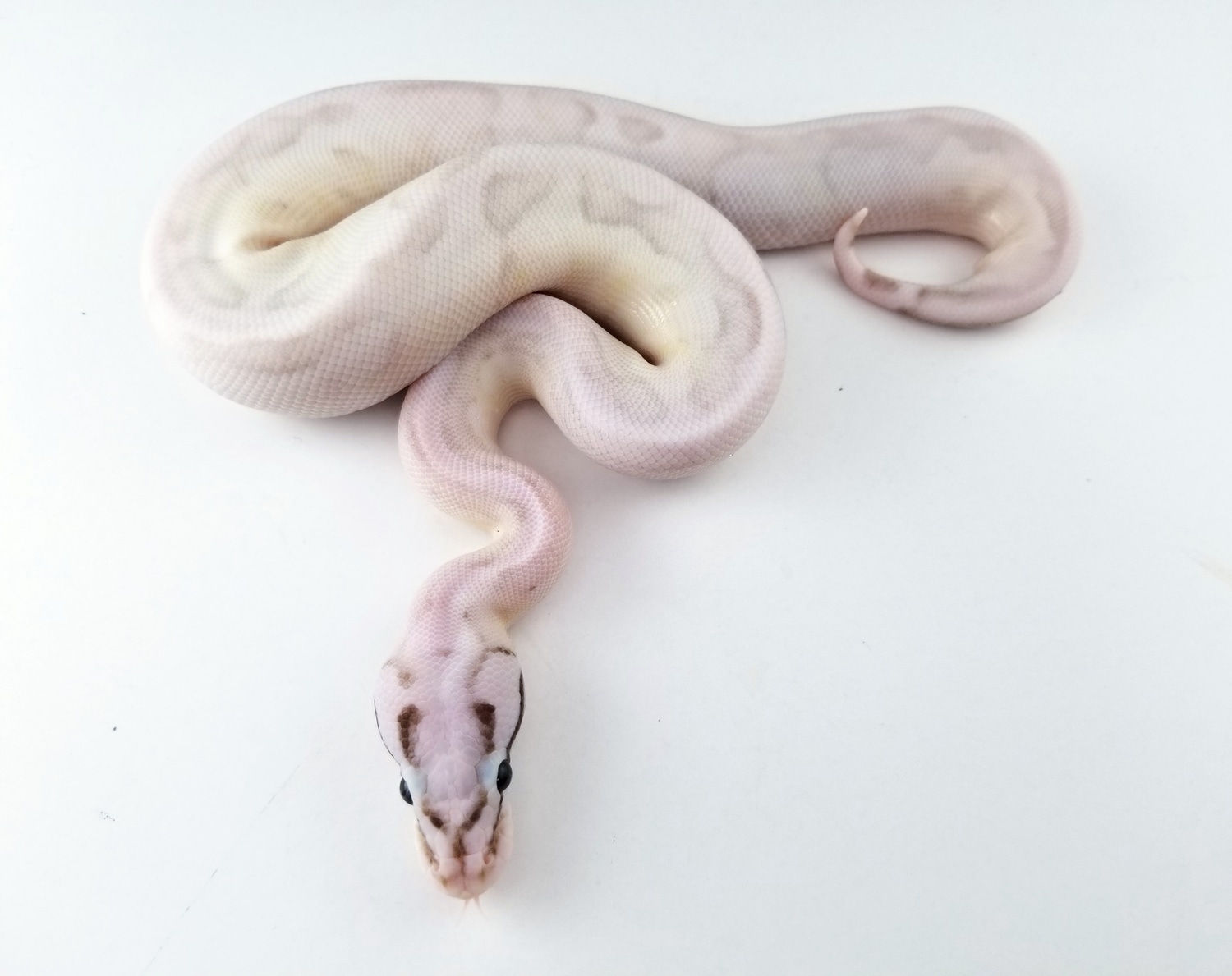 Pastel Enchi Lesser Vanilla Cream TSK Axanthic Ball Python by Powerline ...