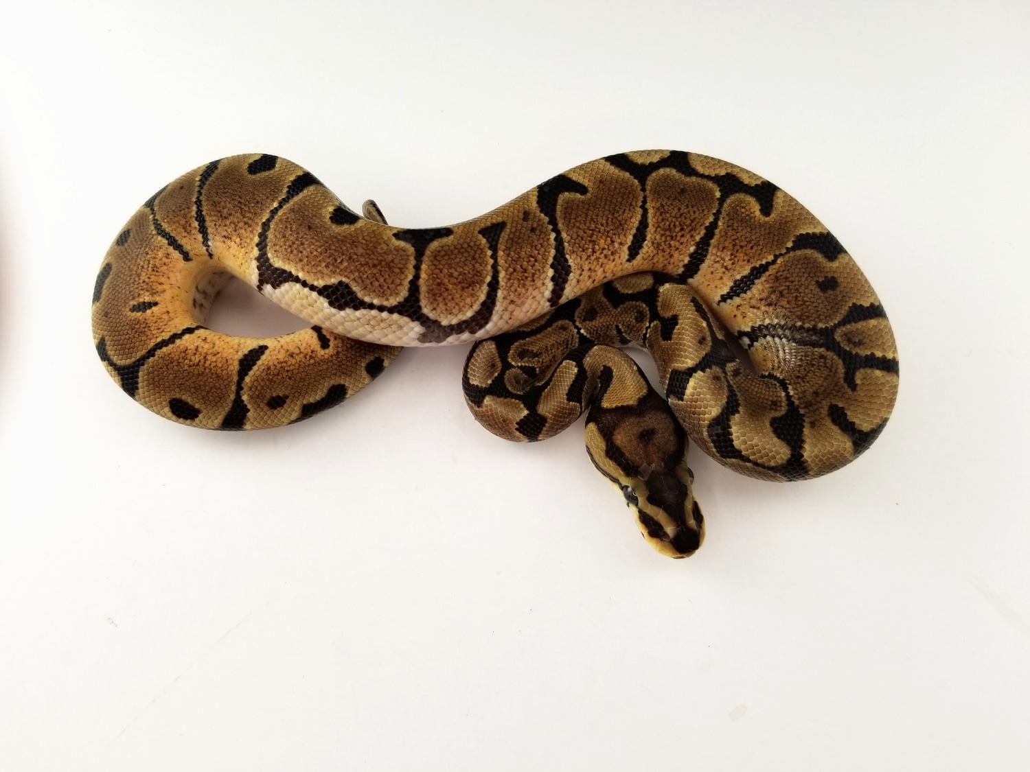 Woma 50% Het Albino Ball Python by Powerline Reptiles - MorphMarket