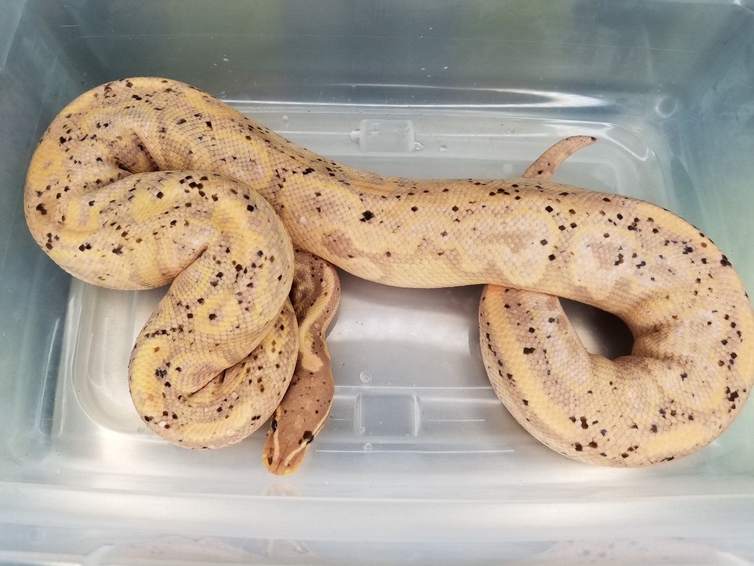 Black Pastel Banana Ball Python by Powerline Reptiles - MorphMarket