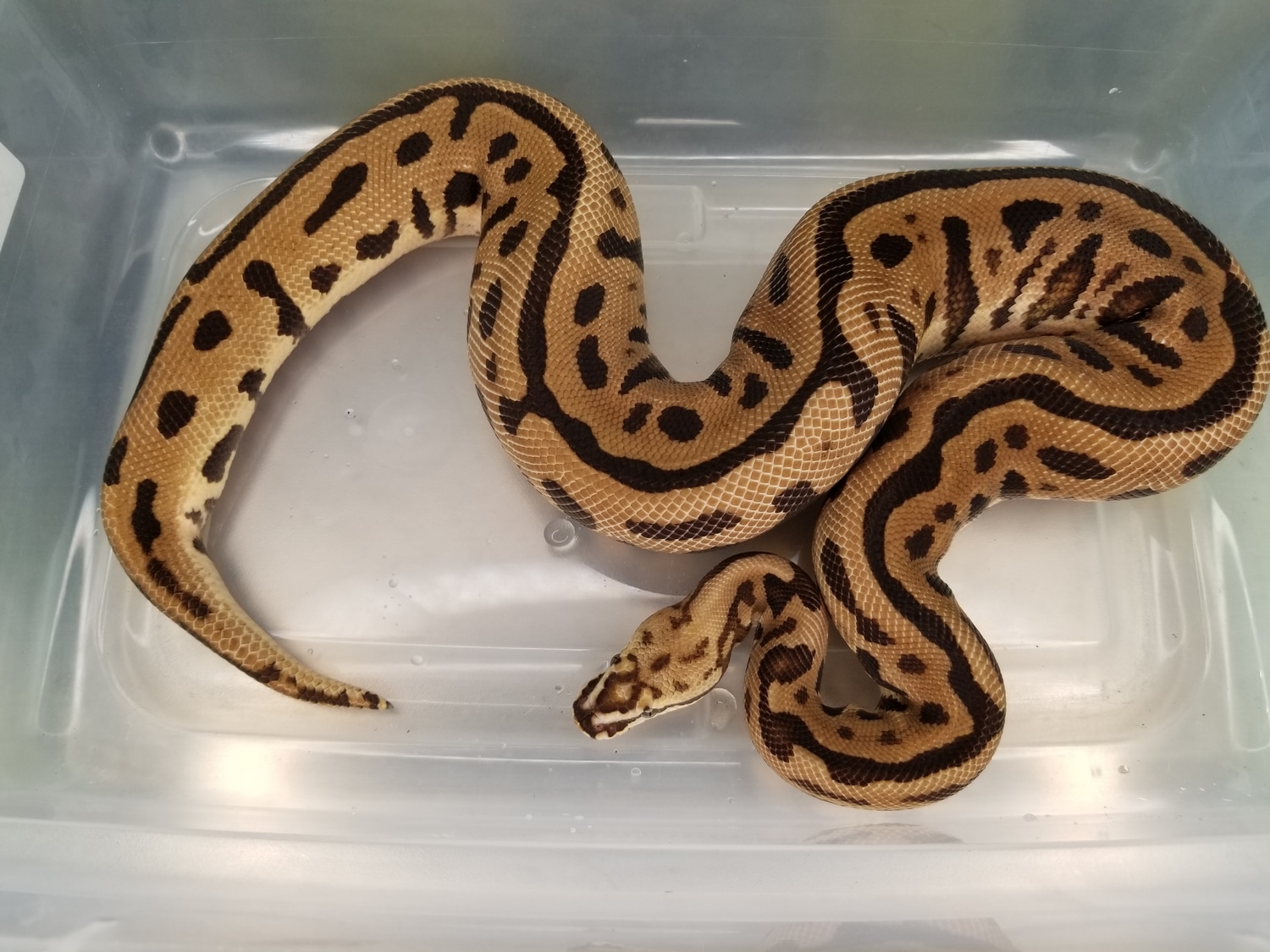Fire Leopard Spotnose Het Clown Ball Python by Powerline Reptiles ...