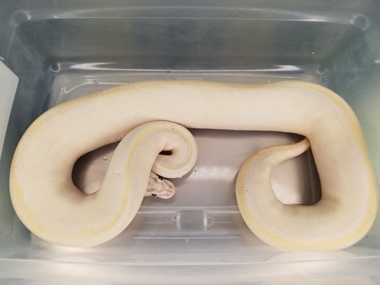 Proven Firefly Leopard Ivory Ball Python by Powerline Reptiles