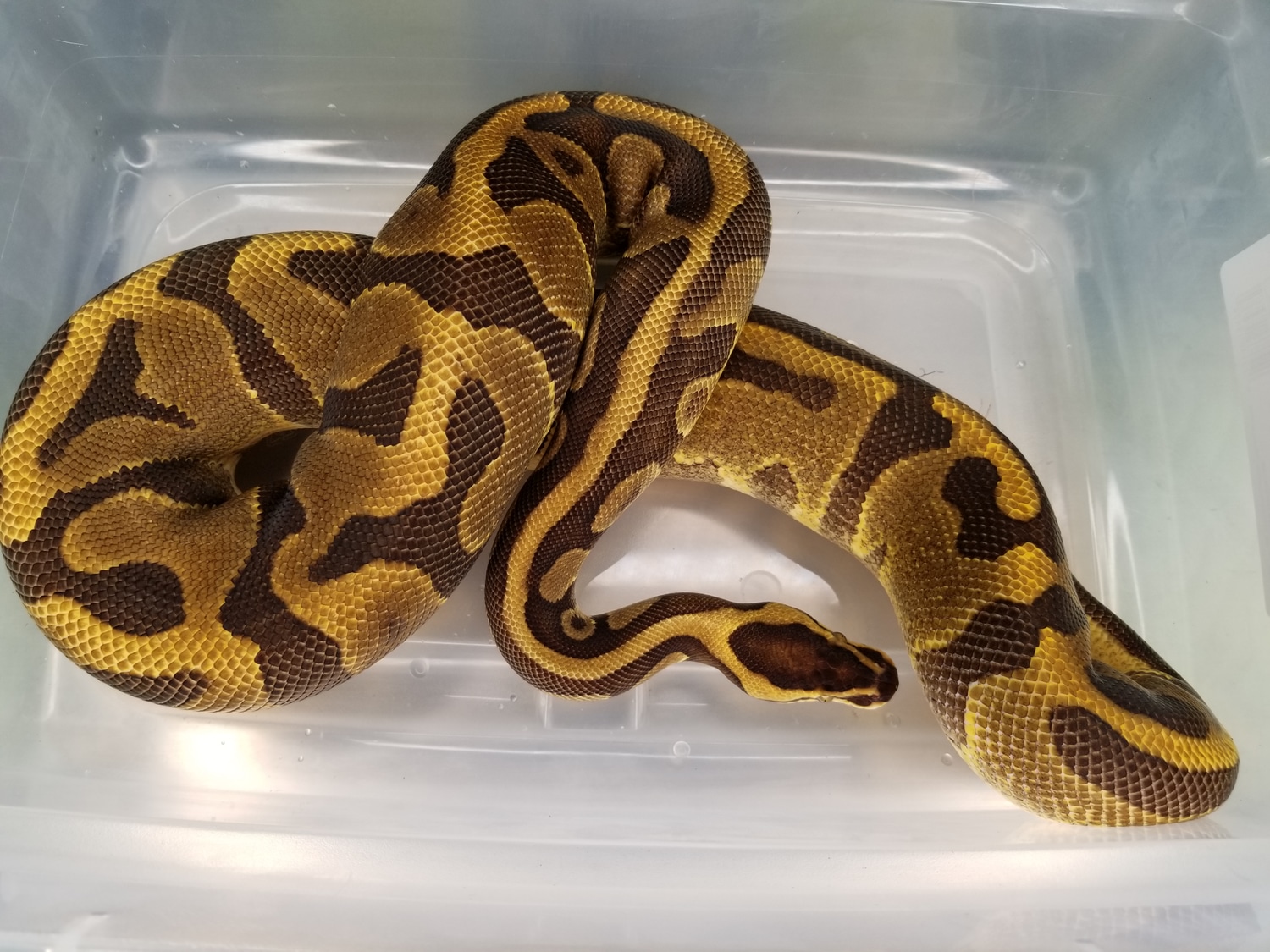 Adult Leopard Enchi Yellow Belly Ball Python by Powerline Reptiles ...