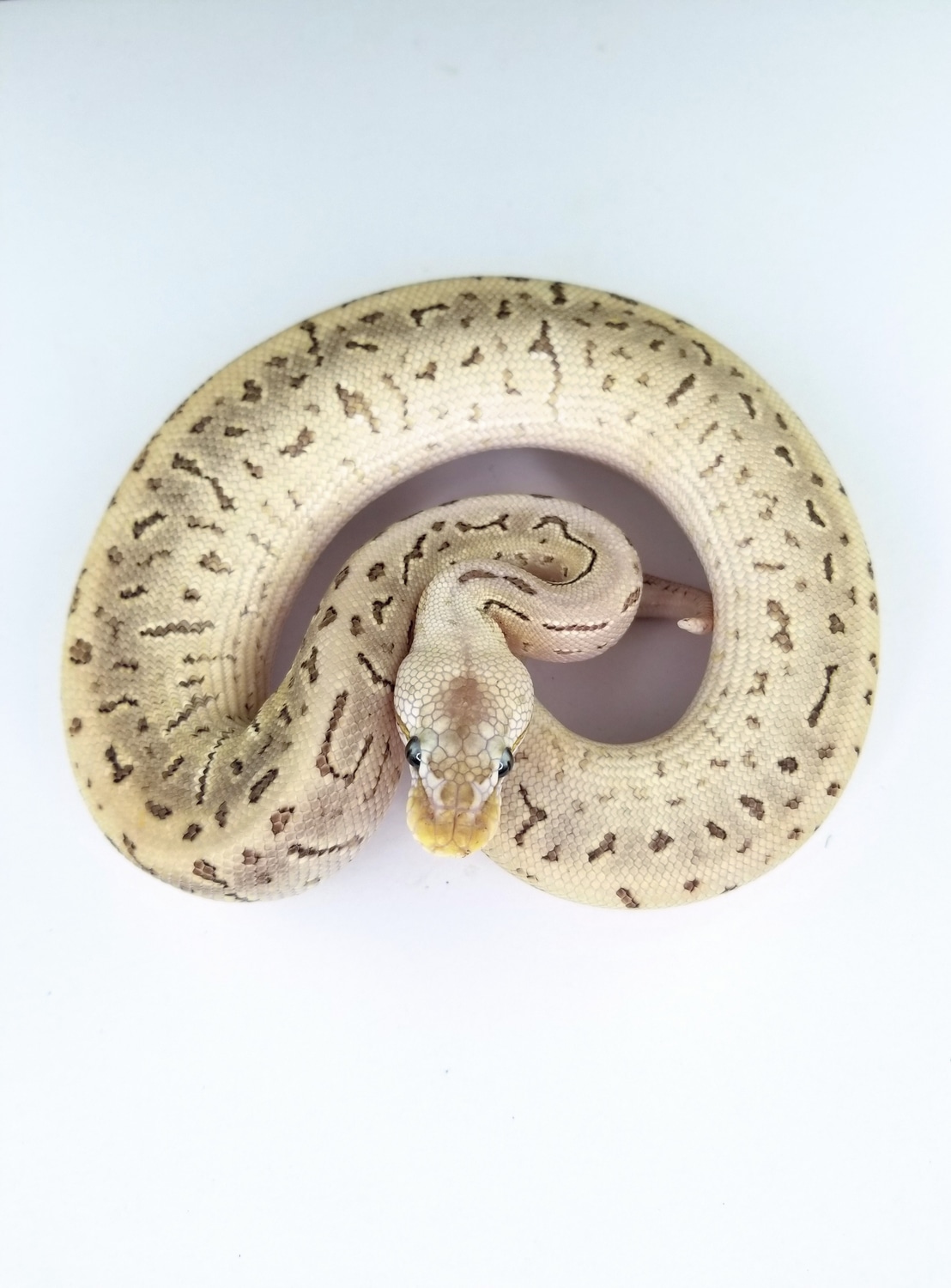 Bamboo Leopard Dragonfly Ball Python by Powerline Reptiles - MorphMarket
