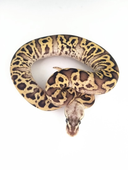 Leopard Firefly Het Clown Ball Python by Powerline Reptiles