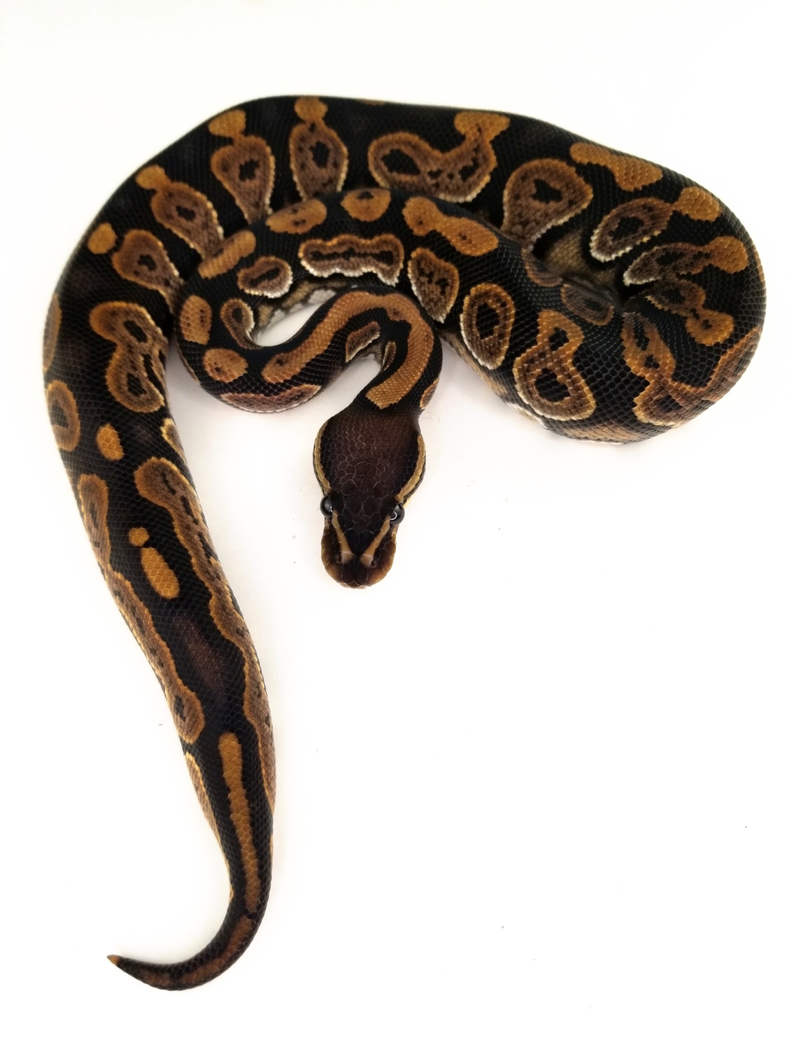 Black Pastel Ball Python by Powerline Reptiles - MorphMarket