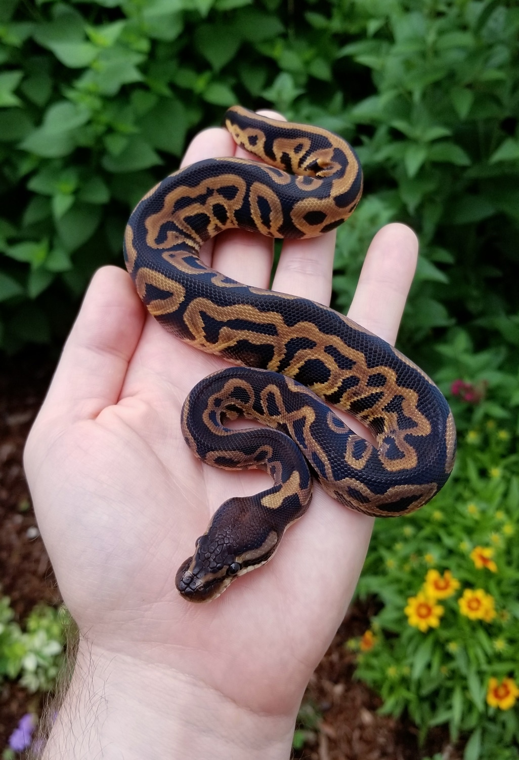 Black Pastel Leopard Yellow Belly Ball Python by Powerline Reptiles ...
