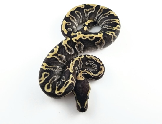Mahogany GHI Mojave Ball Python by Powerline Reptiles