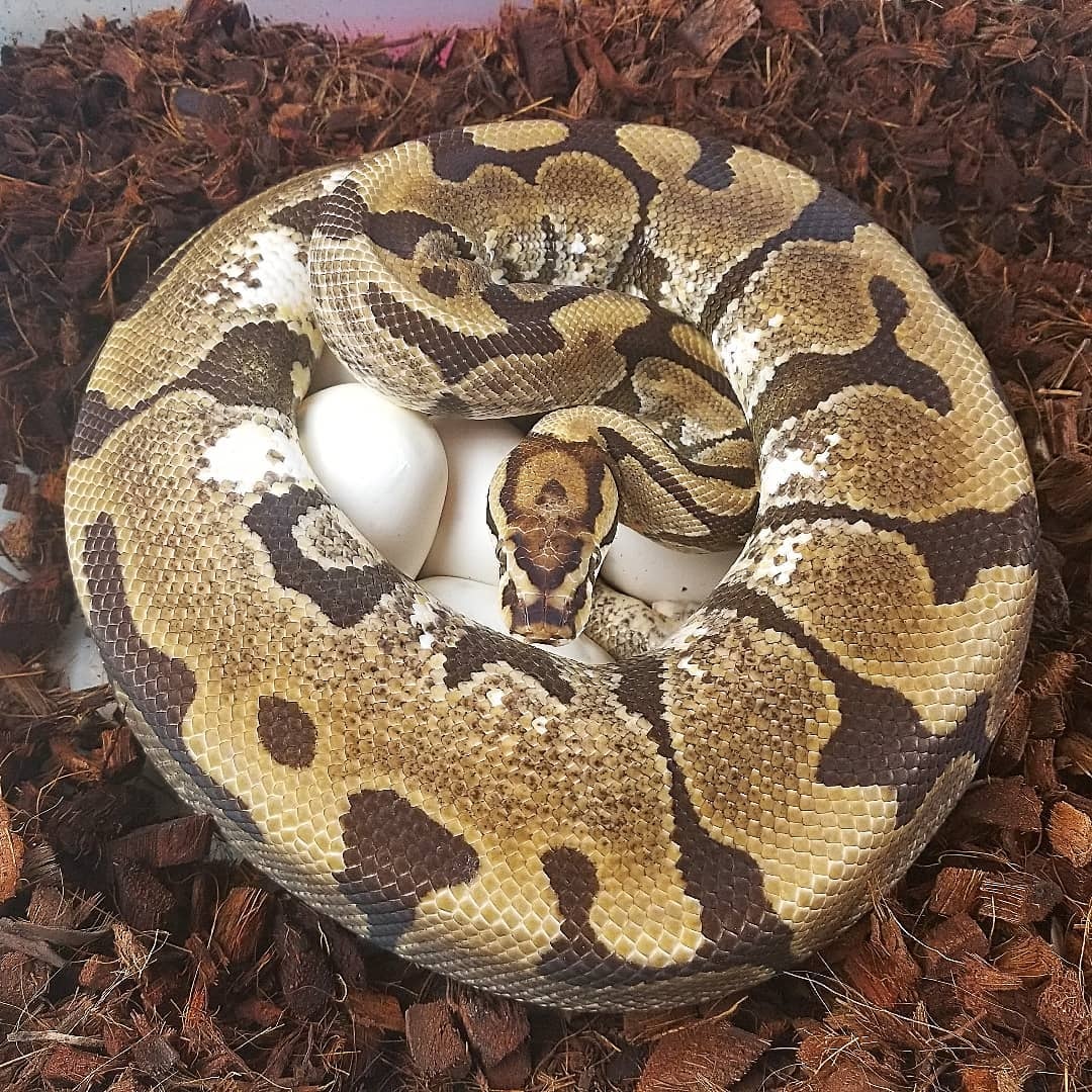 Proven Breeder Enchi Spotnose Ball Python by Powerline Reptiles ...