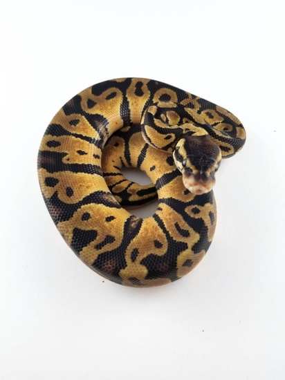 Pastel Double Het Albino TSK Axanthic Ball Python by Powerline Reptiles
